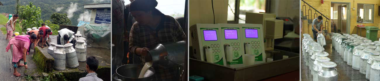 Sikkim Milk