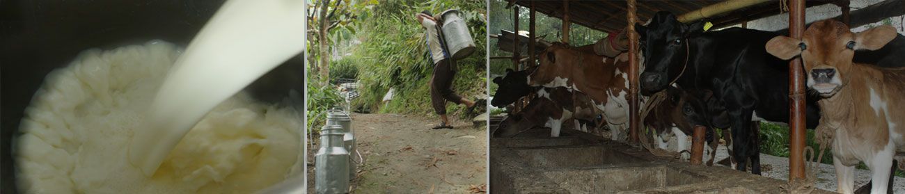 Sikkim Milk
