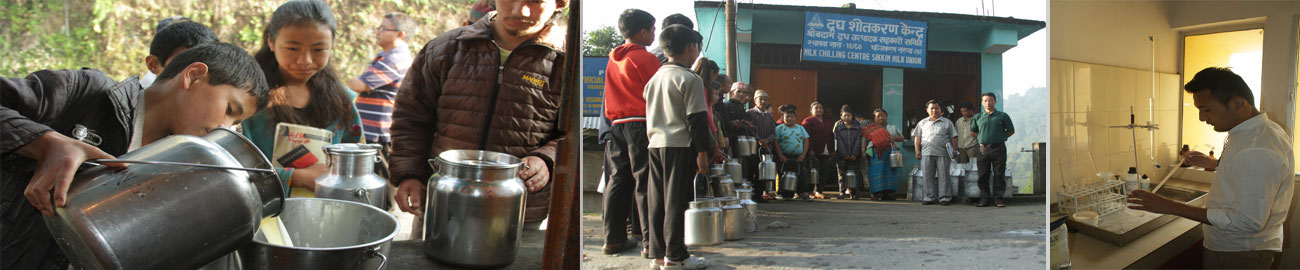 Sikkim Milk